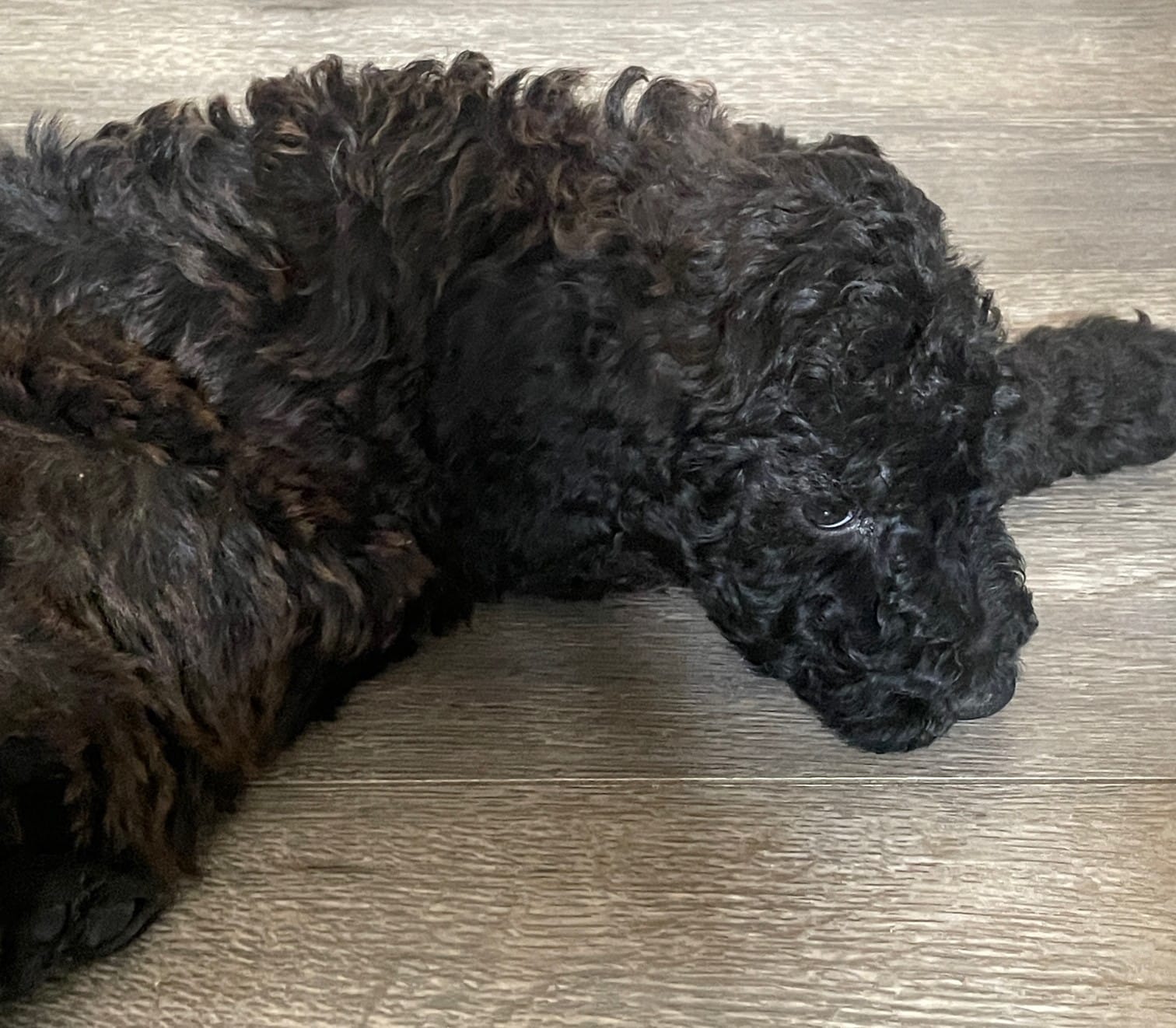 Lahaina The Brindle Standard Female Poodle - Lyons Den TLC
